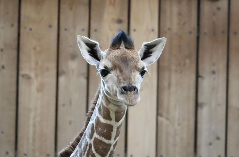 Giraffe calf at Detroit Zoo dies 3 months after birth