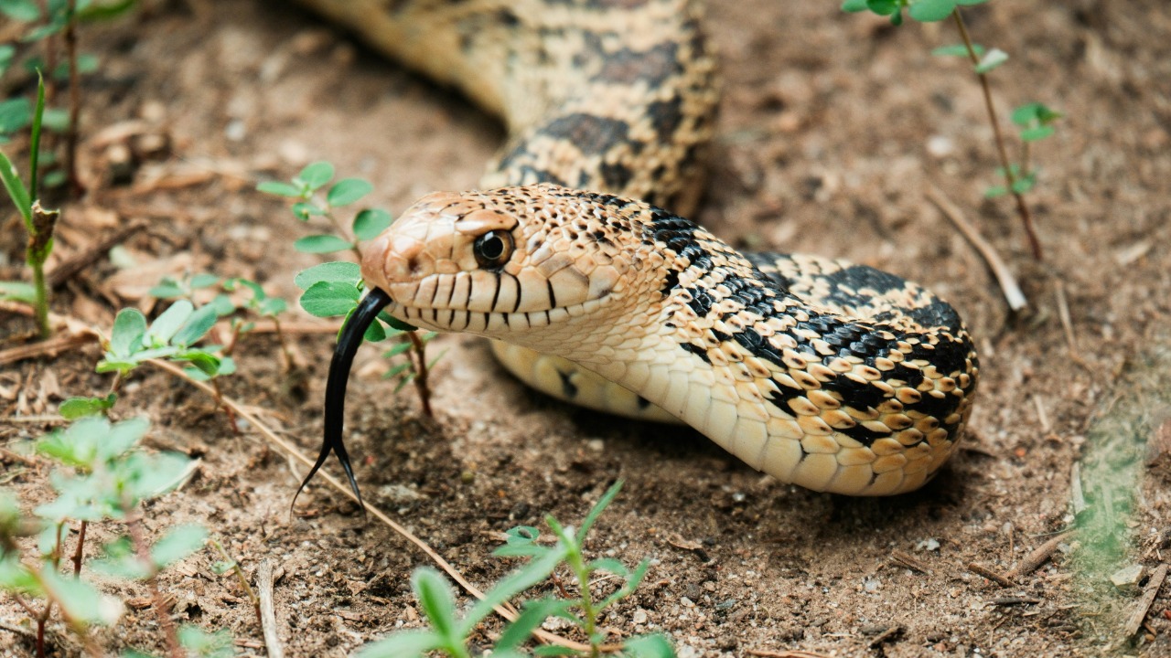 Why Earth’s most venomous animal is not a snake or a scorpion?