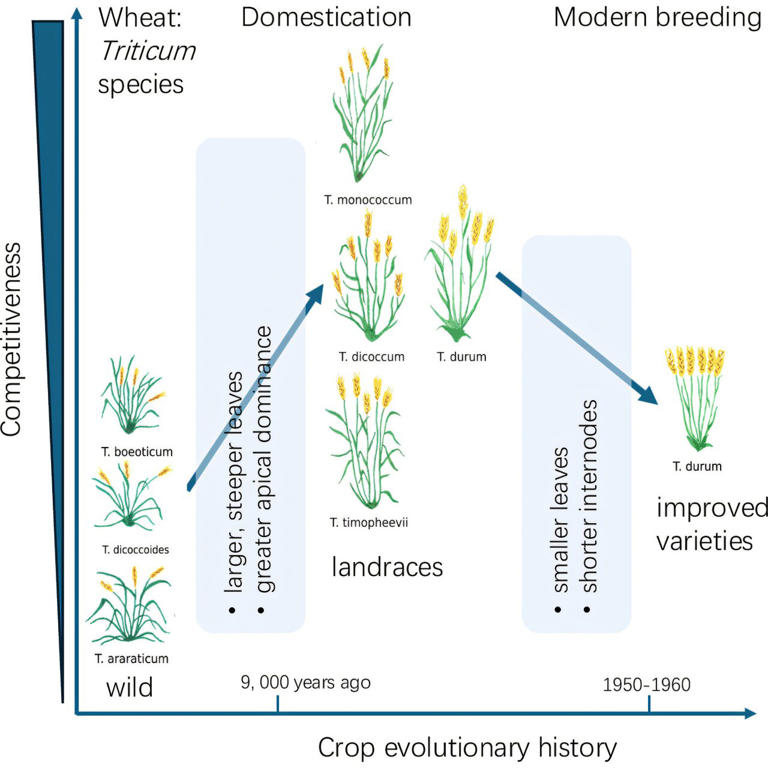 How early farming unintentionally bred highly competitive 'warrior' wheat