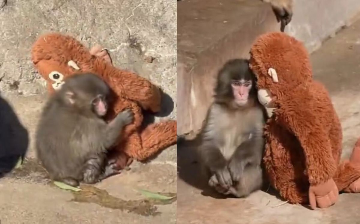 ¿Quién es Punch? Conoce al tierno mono bebé que no se separa de su ...