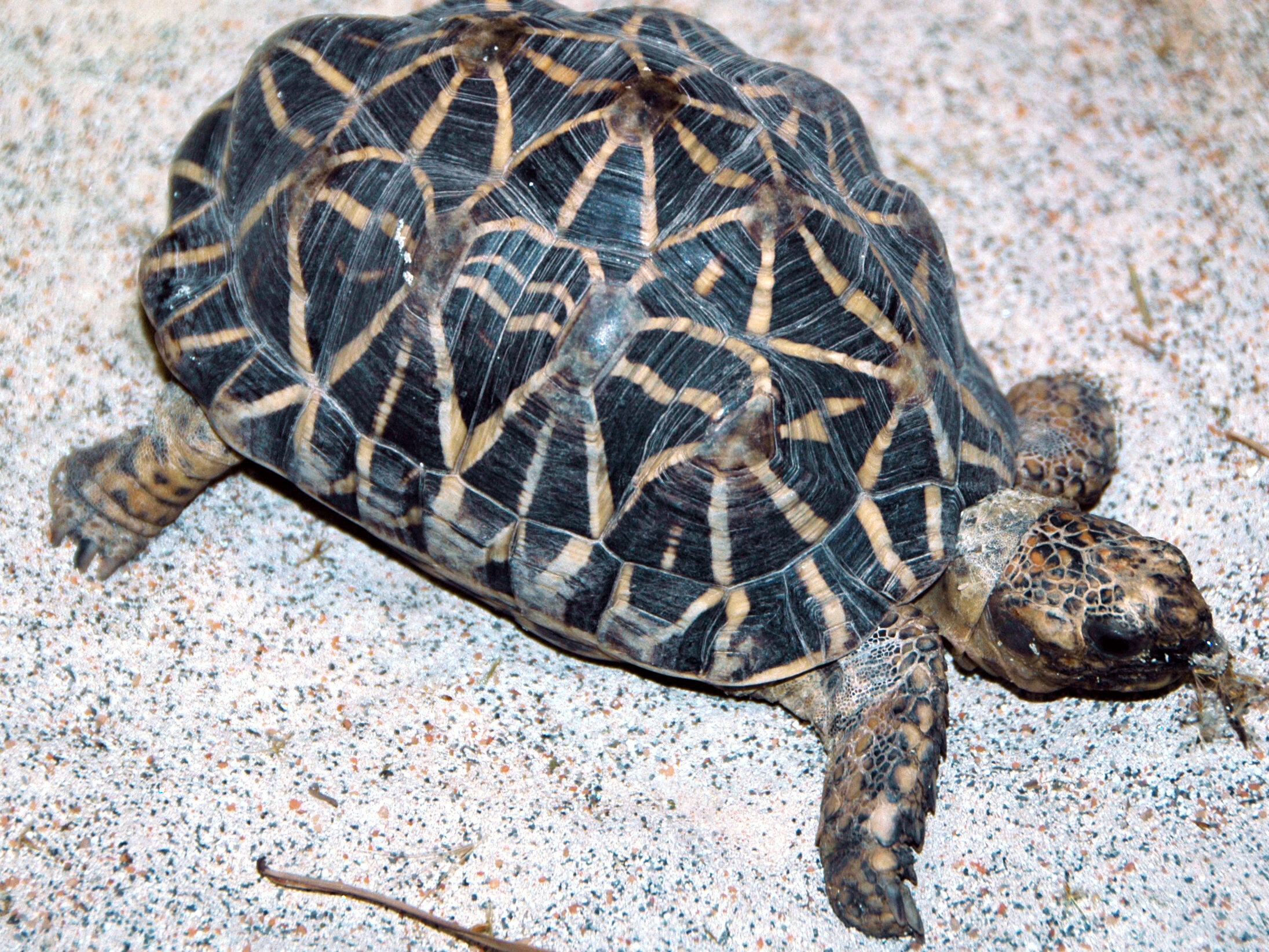 15 once common animals that are now rarely seen