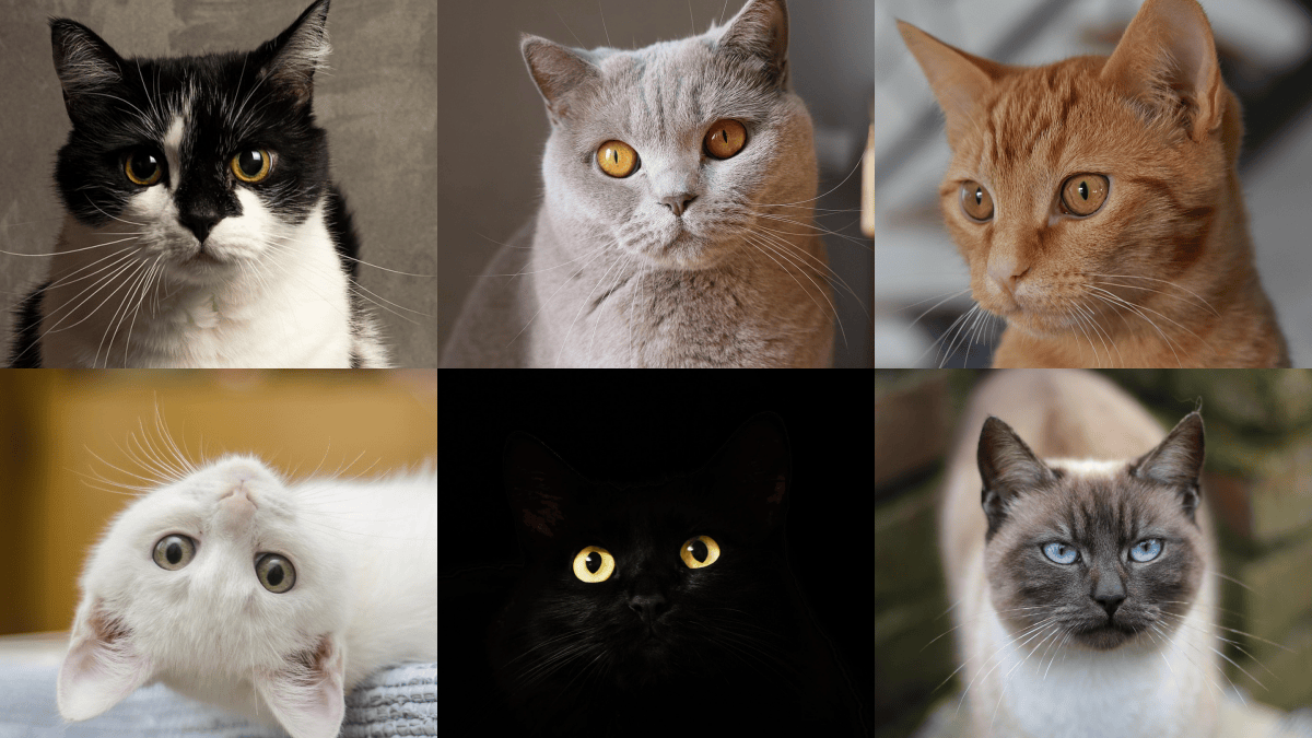 International Cat Day: When is it and why is it celebrated (fun facts)