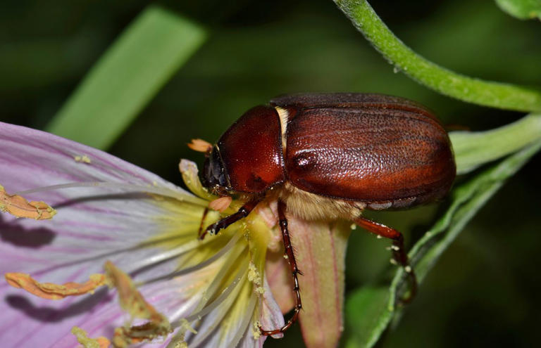 Why June bugs seem to appear out of nowhere every summer