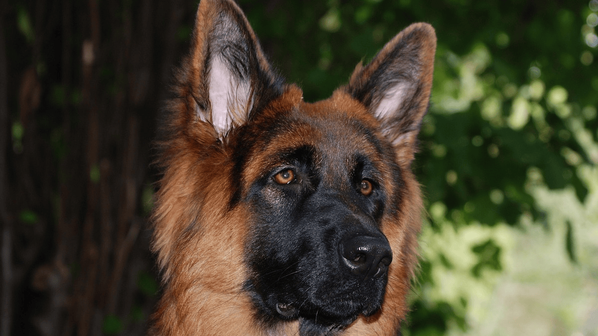 Veterinarians reveal the 8 dog breeds that protect their owners without ...