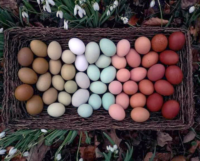 These 49 comparisons reveal the unexpected diversities of life