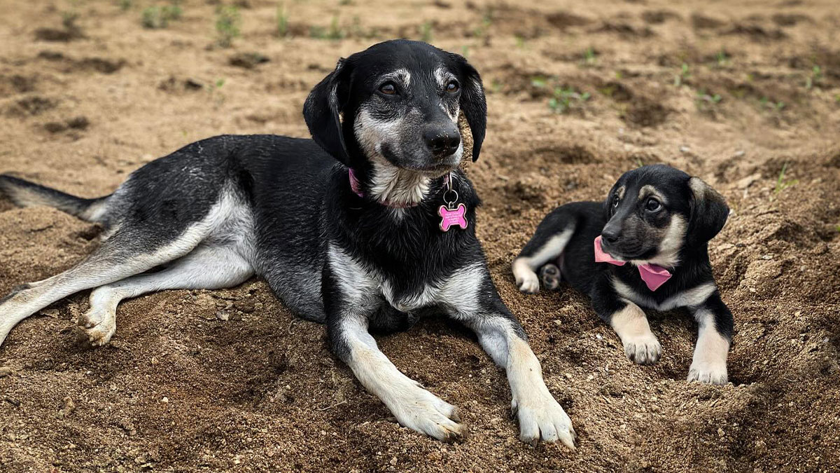 Seeing double edits: 20 animals meet their younger selves in adorable ...