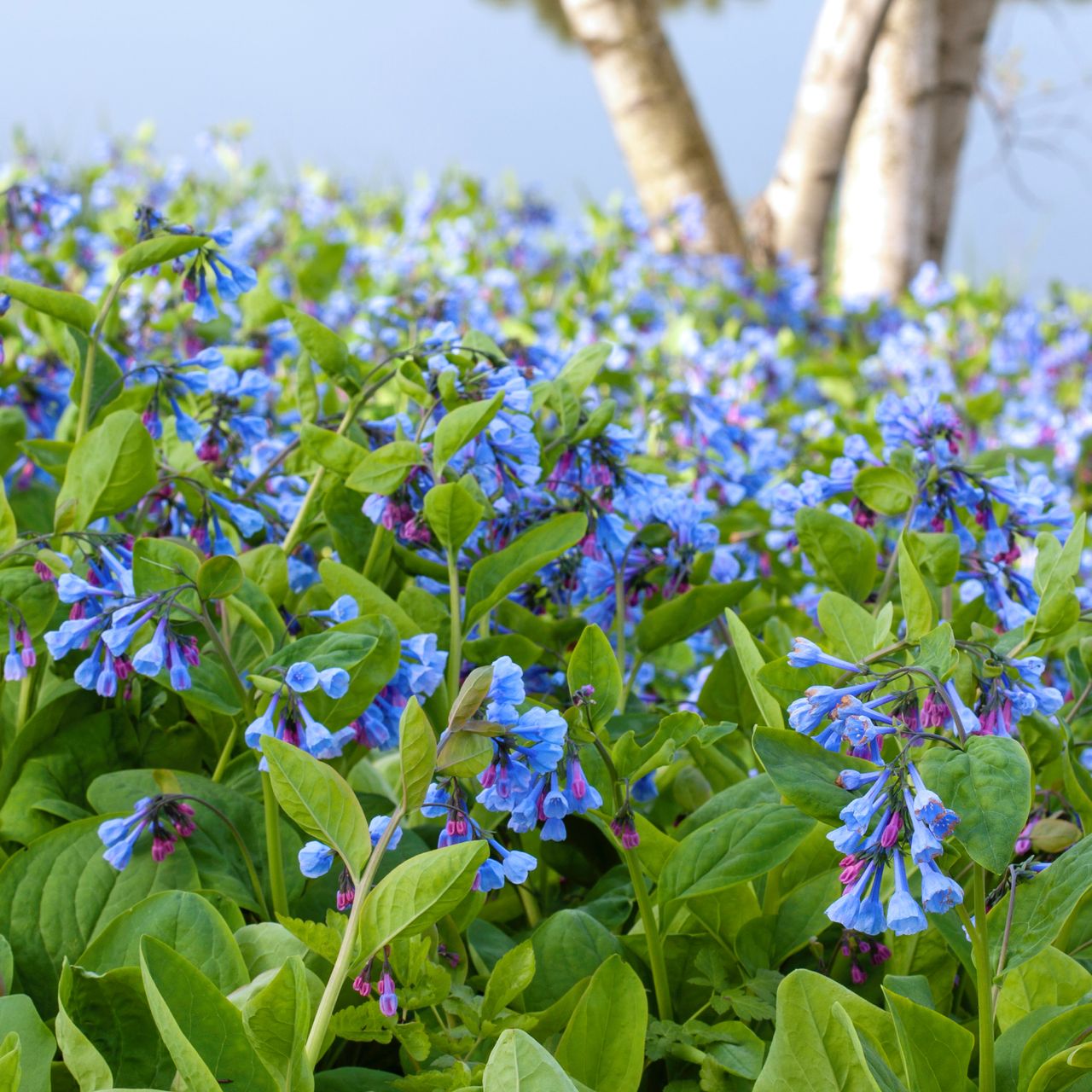6 native spring ephemerals to add easy beauty while the rest of your ...