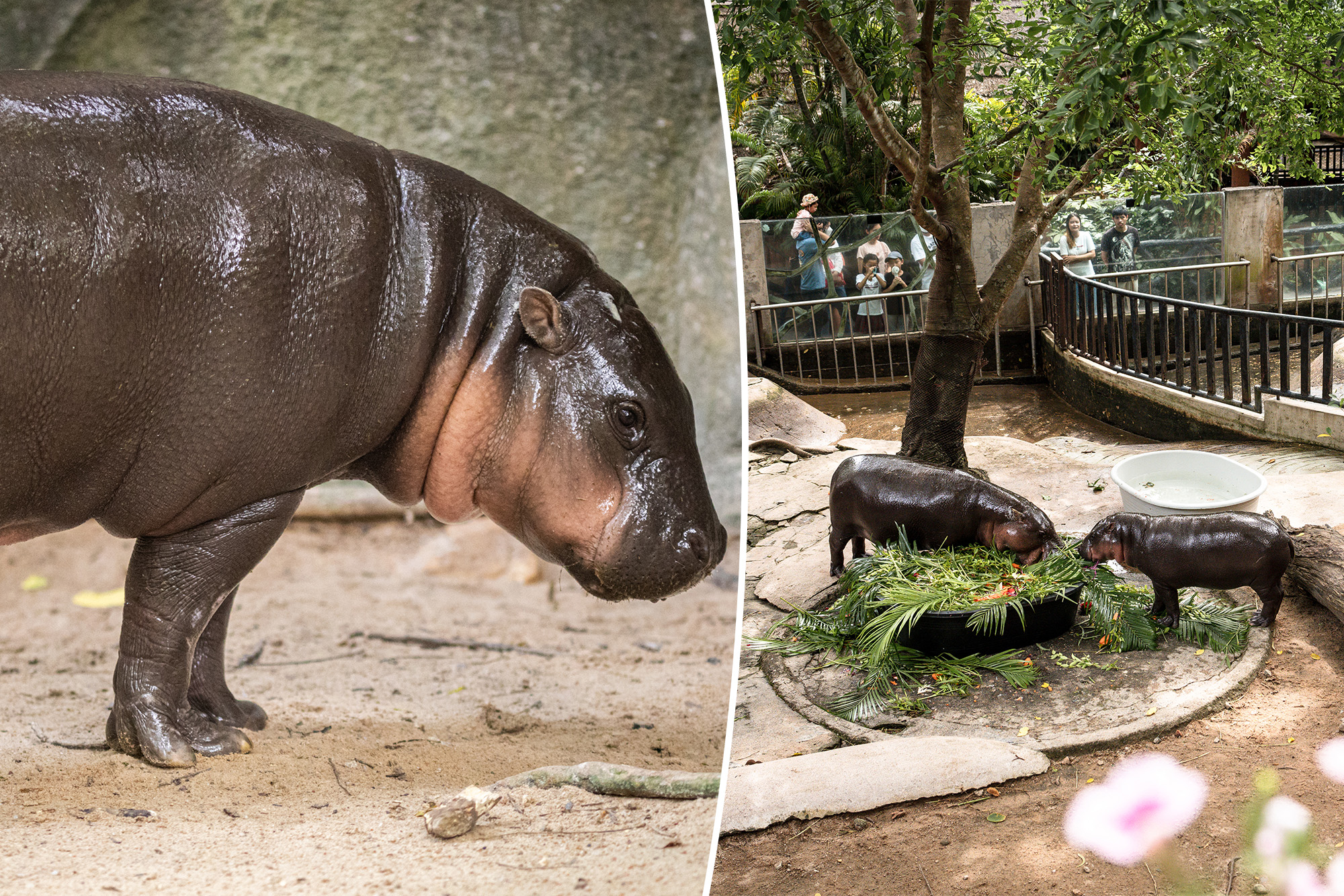 Moo Deng fans concerned over viral pygmy hippo’s shocking living ...