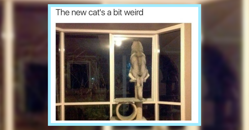 20 Howlariously Half-Baked Dog Memes fur When You Feel Fried from the ...