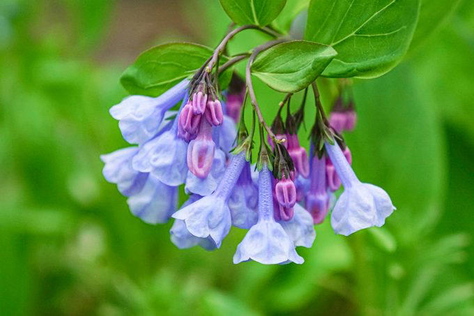 How to grow Virginia bluebells