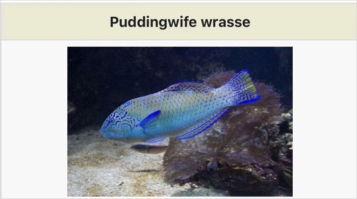26 animals with names so inappropriate, you might think the scientists ...