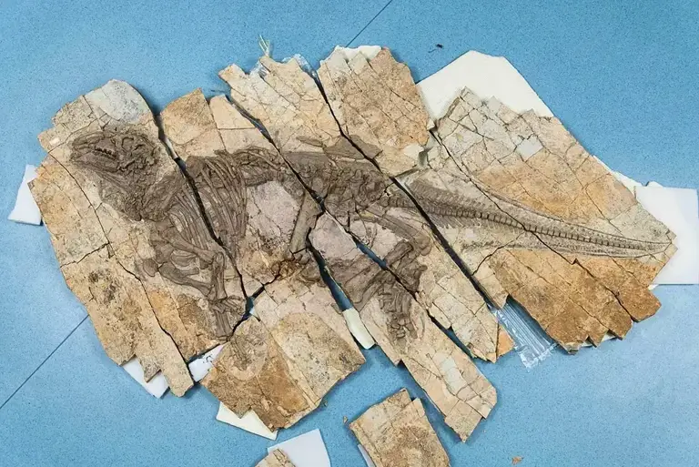 Newly discovered 125-million-year-old dinosaur had hollow spikes that ...