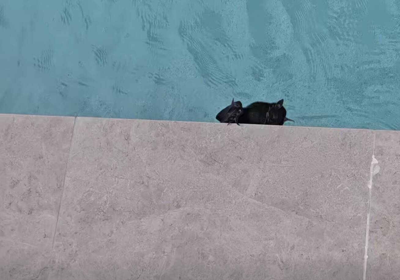 Rescuer notices black blob on edge of pool and finds 'exhausted' wild ...