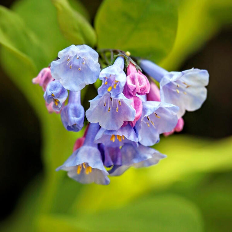 How to grow Virginia bluebells