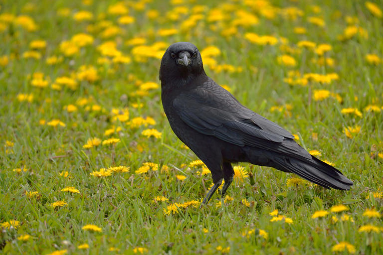 Here’s why you shouldn’t try to befriend a crow