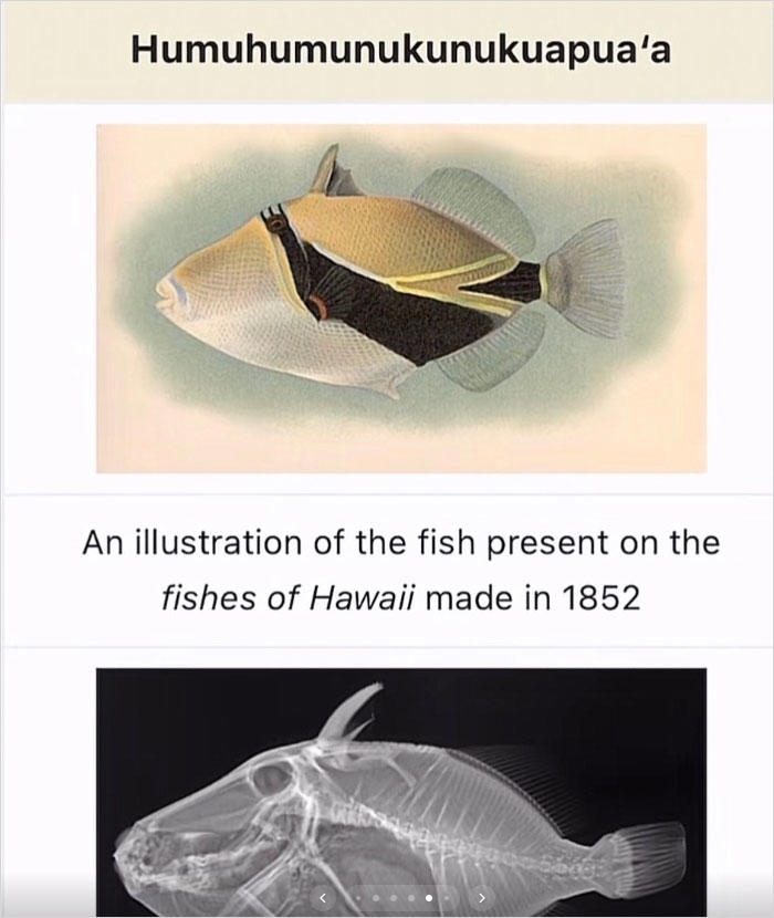 26 animals with names so inappropriate, you might think the scientists ...