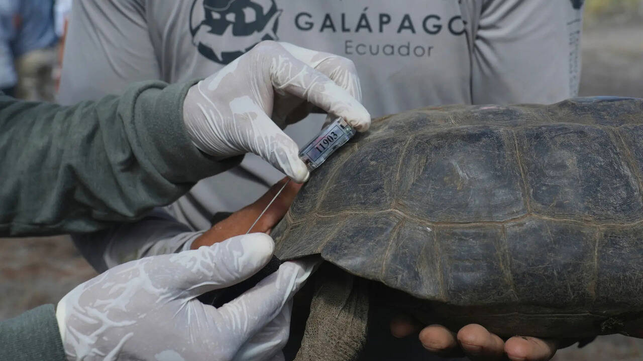 Galápagos National Park releases 158 hybrid tortoises on Floreana Island