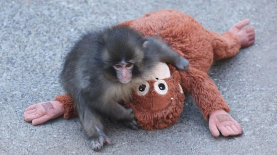 Punch the abandoned monkey: Japanese macaque draws Moo Deng comparisons ...