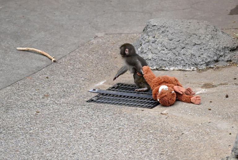 Happy ending for Punch: Baby monkey rejected at birth is finally ...