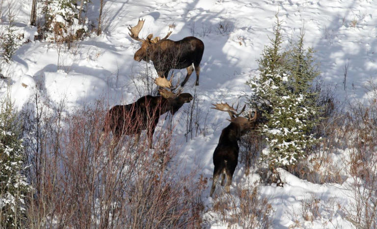 DNR completes first year of five-year moose study