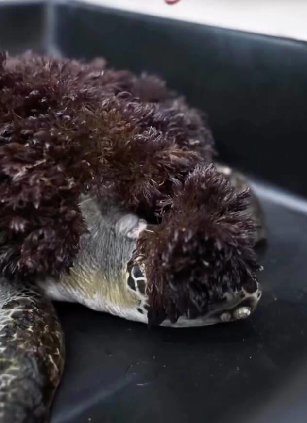 Injured sea turtle stuns rescue staff when he arrives covered in red 'hair'