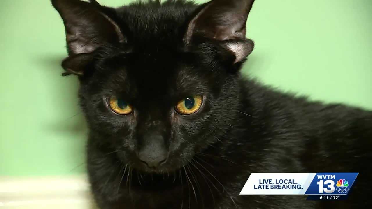 Adorable video shows rare four-eared cat in Alabama