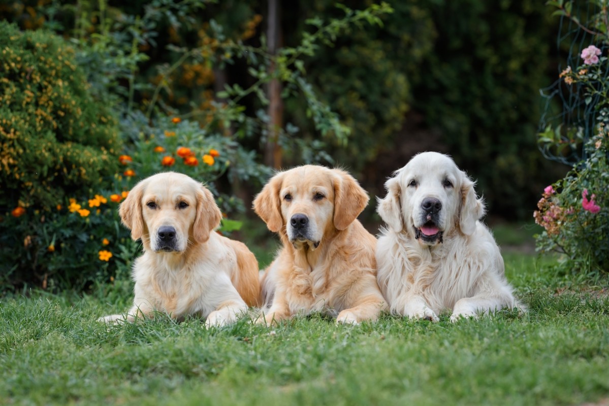 Golden retrievers react hilariously to their sister's trombone playing