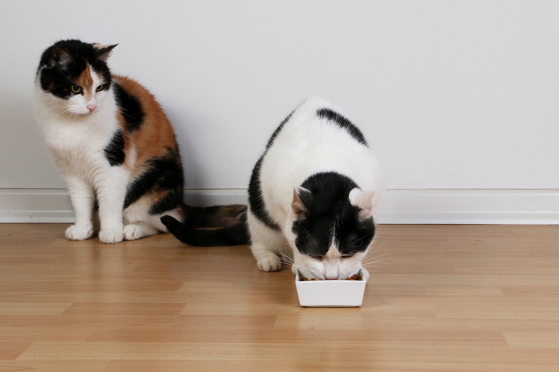 Mit diesem Fressnapf-Produkt bleibt der Boden um den Katzen-Napf herum ...