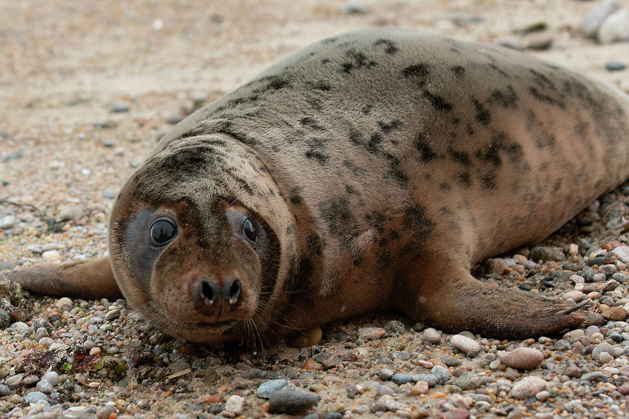 A year after Chappy, another baby seal visits a Connecticut beach this week