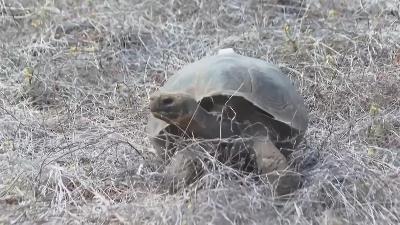Galápagos park releases 158 juvenile hybrid tortoises on Floreana to ...