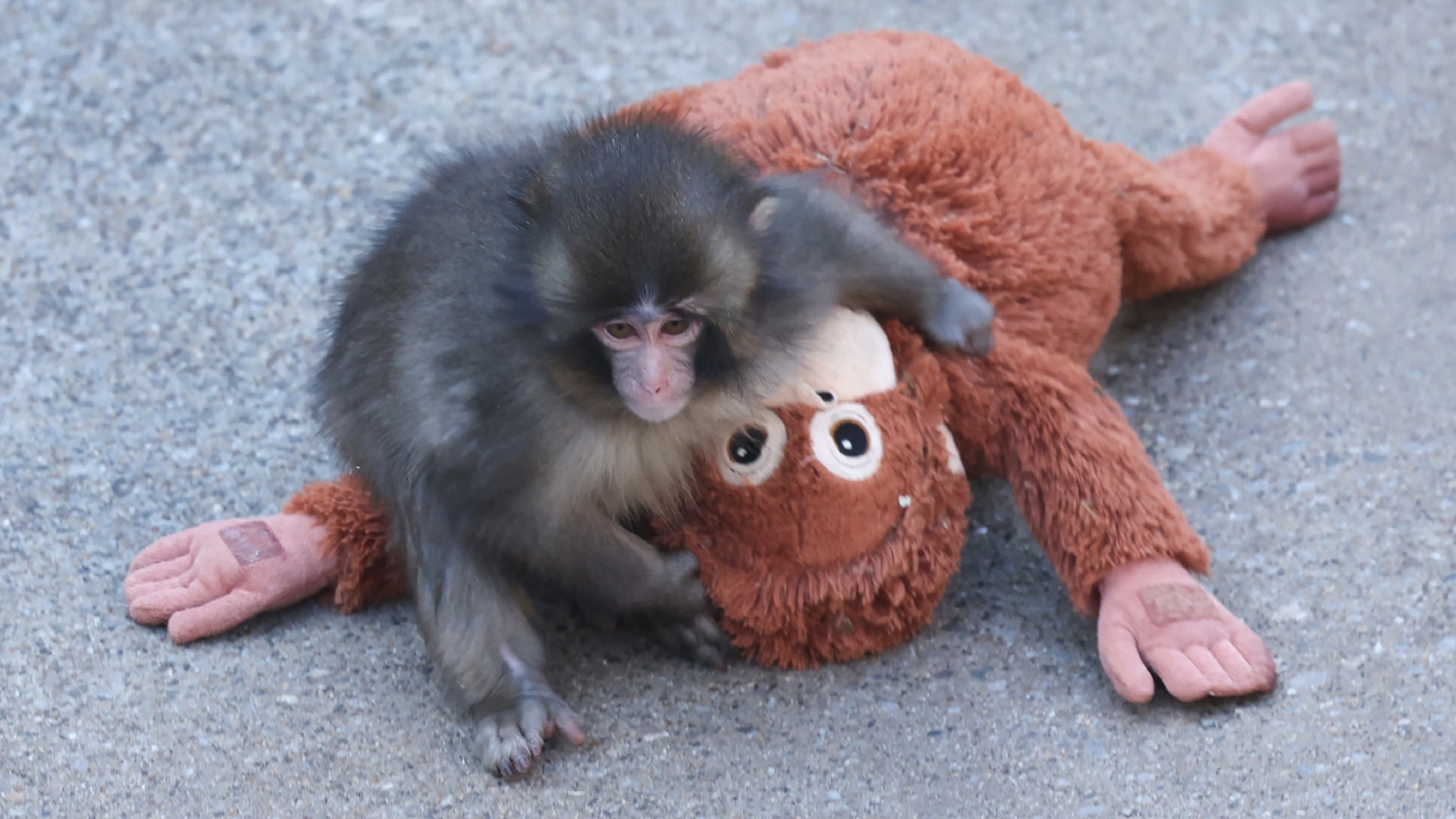 Baby Monkey Punch: How to buy viral star's IKEA plush toy