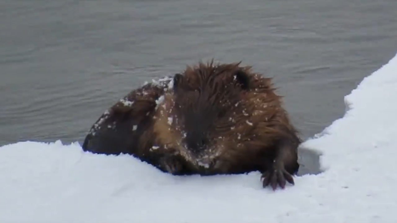 Beaver’s playful Monday antics