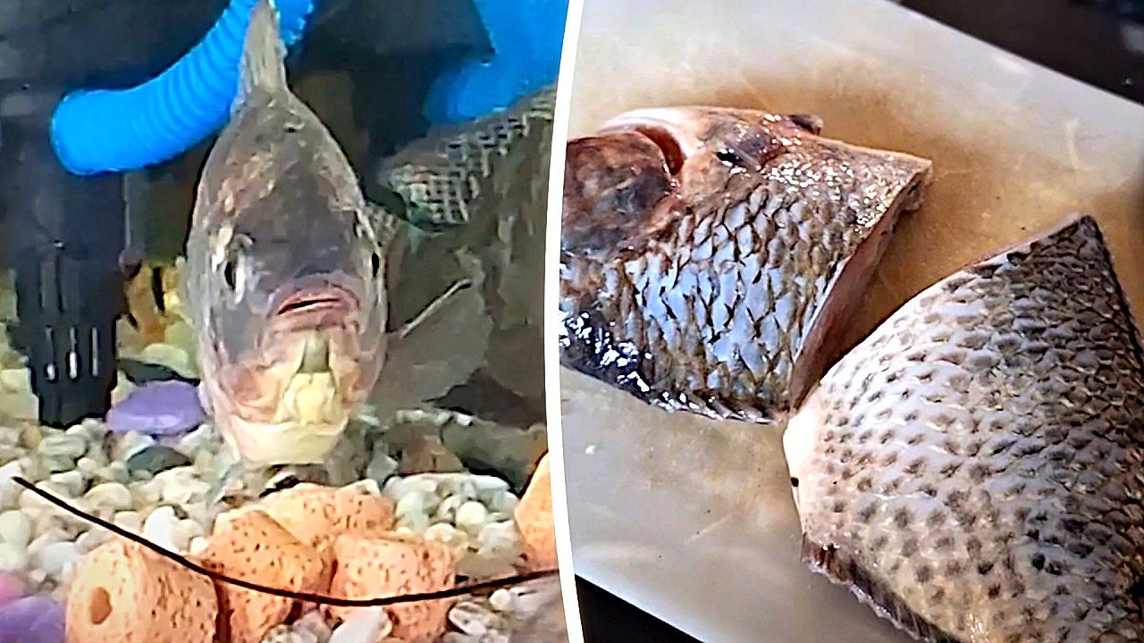 Fish pet freezes as owner prepares tilapia for lunch
