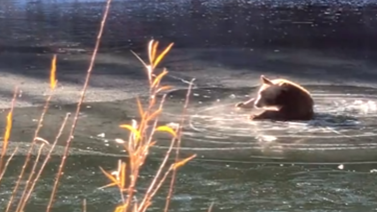 Bear struggles on thin ice surface