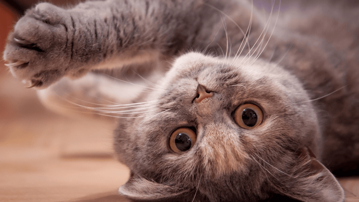 International Cat Day: 25 fascinating facts you probably didn't know ...