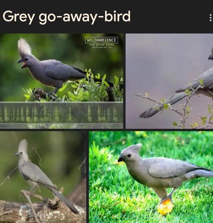 26 animals with names so inappropriate, you might think the scientists ...