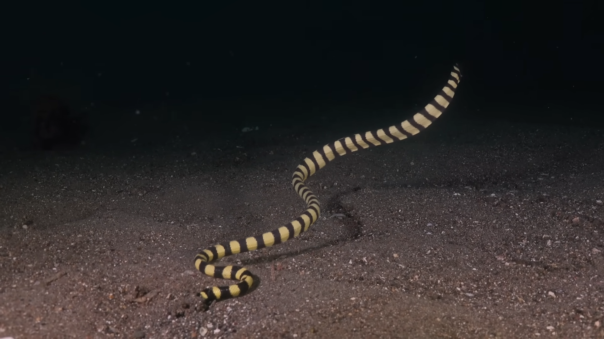 This tiny underwater creature kills more than 100,000 people every year