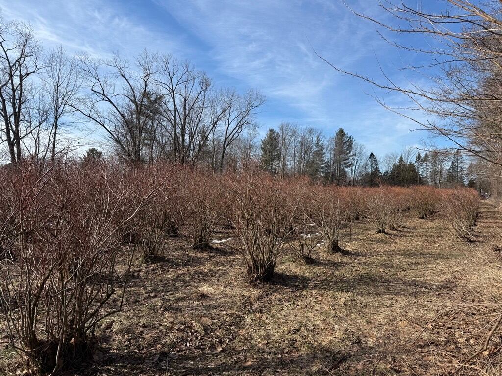 122 homes planned for Grand Haven Township on former blueberry farm