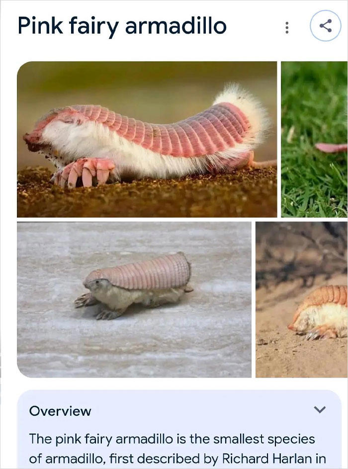 26 animals with names so inappropriate, you might think the scientists ...