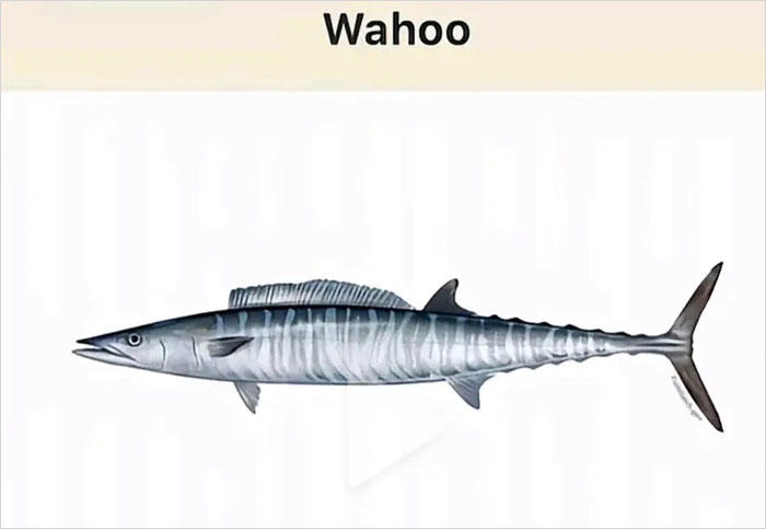 26 animals with names so inappropriate, you might think the scientists ...