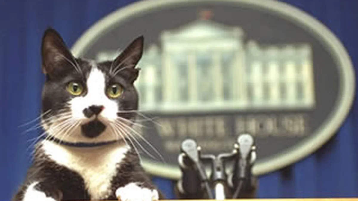 Día del gato en EE UU: Así era Socks, el gato de Bill Clinton que ...