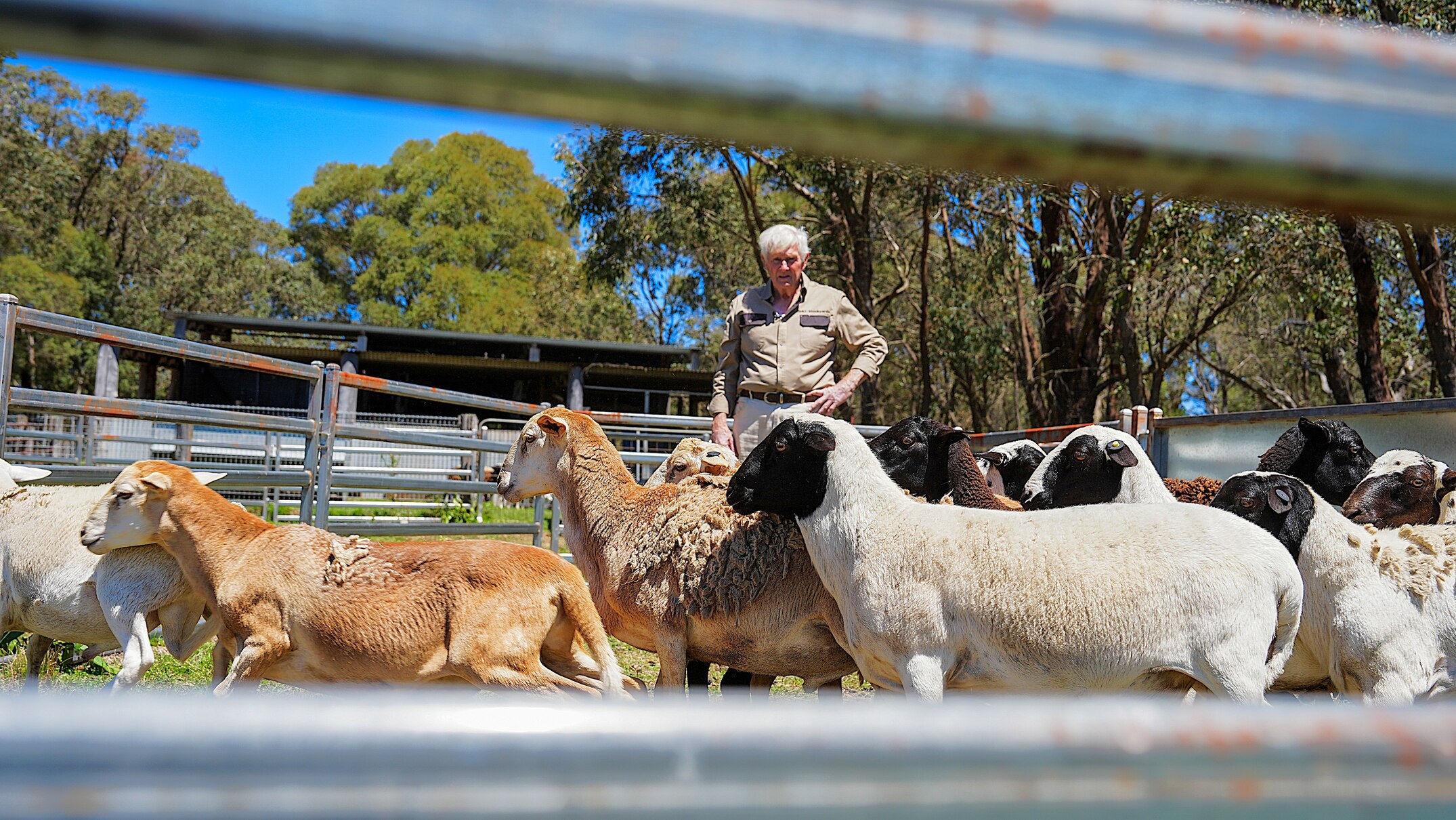 Farmer's hands-off approach creates unusual lamb with distinct flavour ...
