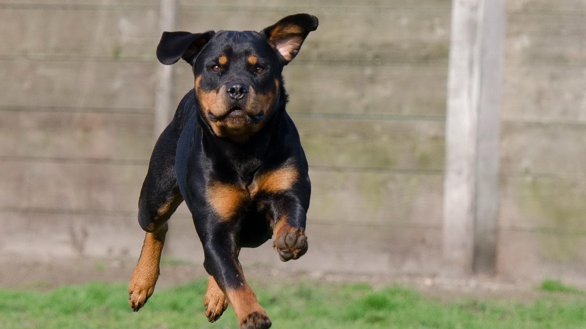 Veterinarians reveal the 8 dog breeds that protect their owners without ...