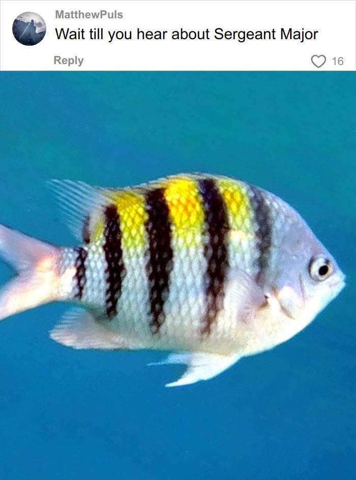26 animals with names so inappropriate, you might think the scientists ...
