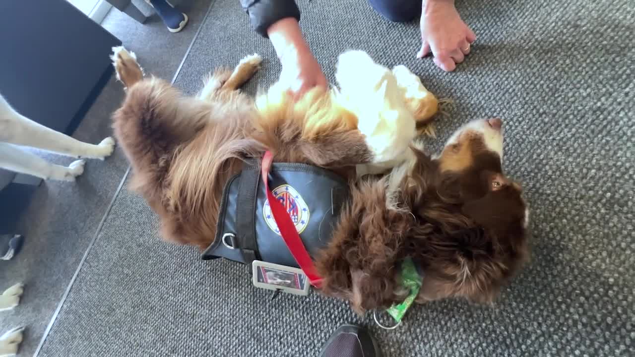 Local crisis response canines help people around country