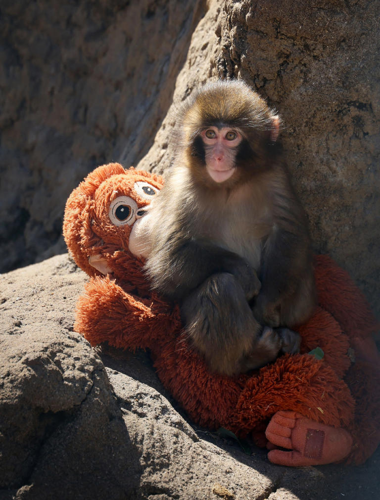 Best photos of internet darling Punch the Monkey in Japan