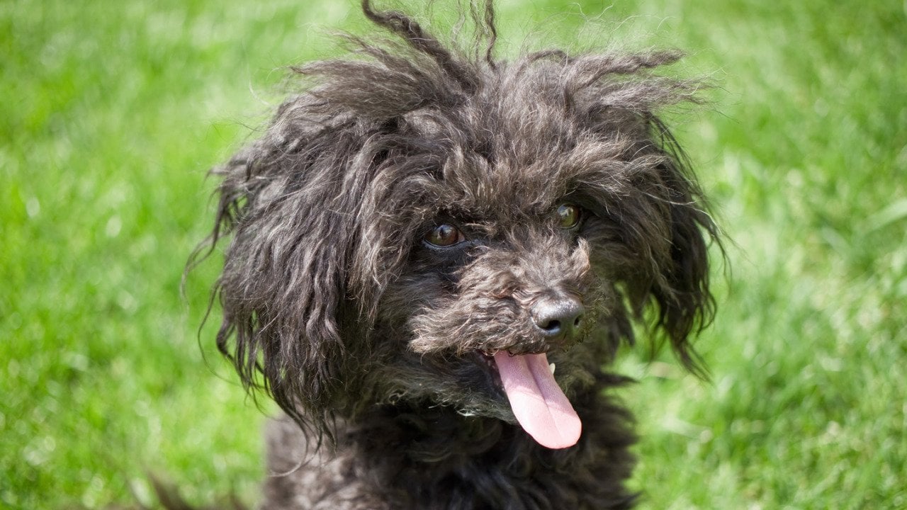 Meet the 3 new dog breeds recognized by the American Kennel Club in 2026
