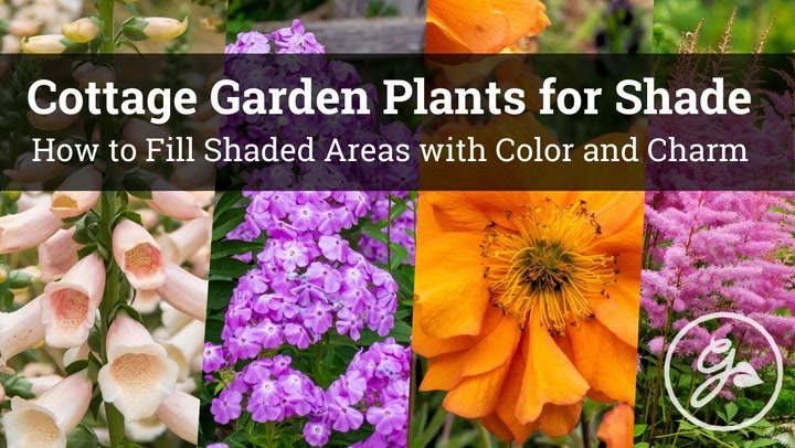 Cottage garden plants for shade