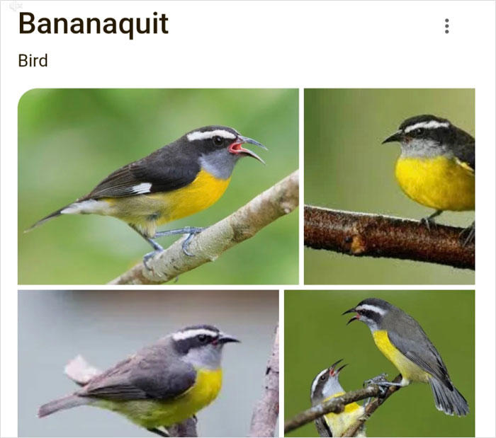 26 animals with names so inappropriate, you might think the scientists ...