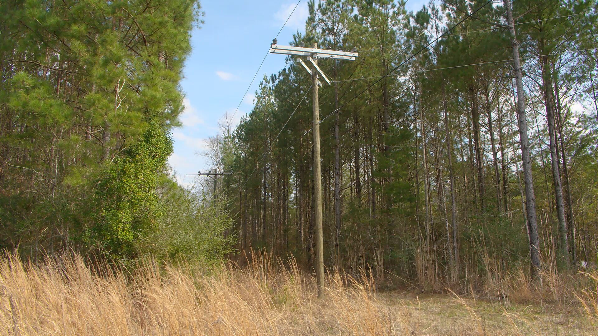 Cooperative Energy urges residents to plant trees away from power lines